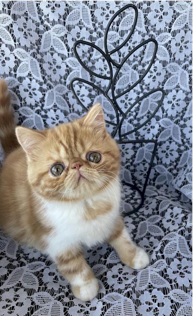 Välkommen till Alnashar's Perser & Exotic